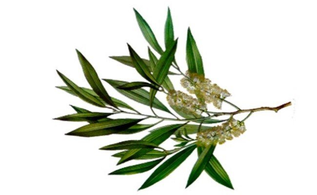 10 Natural Hоmе Remedies for Treating Gingivitis - Medical Matters